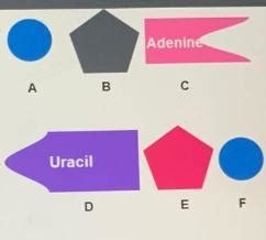 Using The Drop Down Menus Label The Parts Of A Nucleotide Brainly