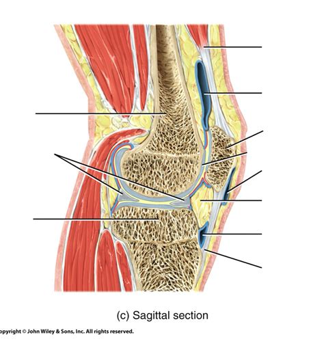 Sagittal Knee Joint Diagram Quizlet