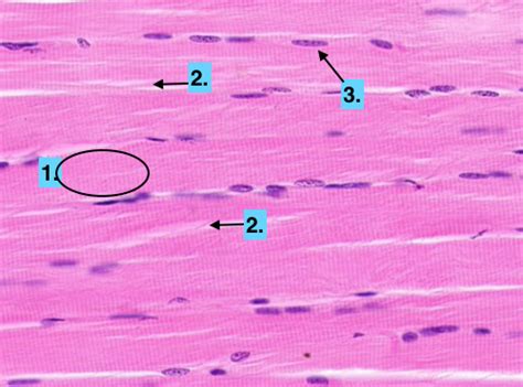 Histology Practical Flashcards Quizlet