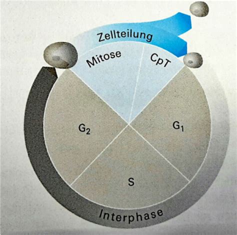 Zellbiologie 5 Zellwachstum Und Zellvermehrung Karteikarten Quizlet