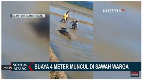 Buaya Sepanjang Meter Kesasar Di Tengah Sawah Di Sulawesi Tenggara