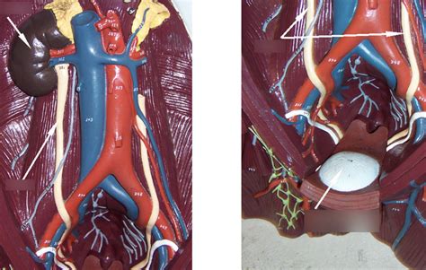 Bsc L Nd Practical Urinary System Diagram Quizlet