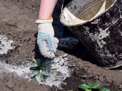 C Mo Utilizar Cenizas De Madera Para Fertilizar Tus Plantas