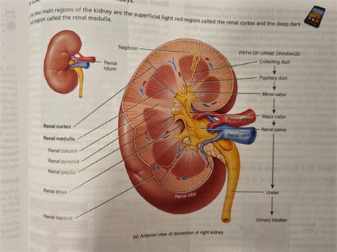 25 The Urinary System Flashcards Quizlet