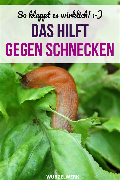 Schnecken bekämpfen das hilft wirklich 7 Tricks Schnecken im