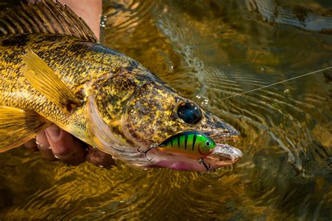 Spring River Walleyes On Crankbaits Northland Fishing Tackle