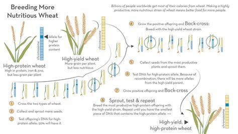 Selective Breeding Plants