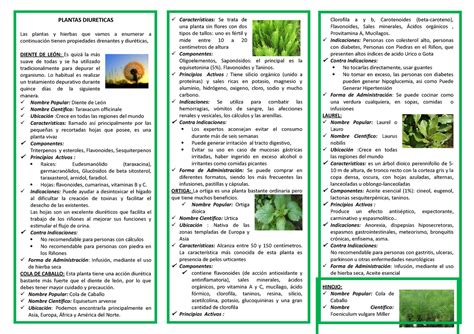 Triptico De Plantas Medicinales Diureticas Antidepresivos Plantas The