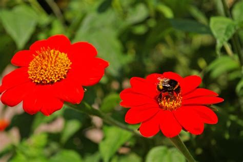Trzmiel Owad Letni Kwiat Darmowe Zdj Cie Na Pixabay Pixabay