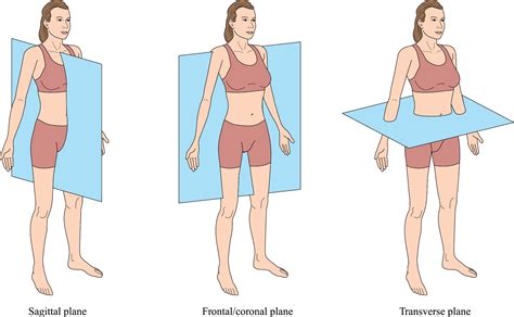 Sagittal Plane Movements