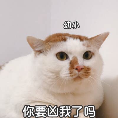 猫猫可爱表情包 高清图片堆糖美图壁纸兴趣社区