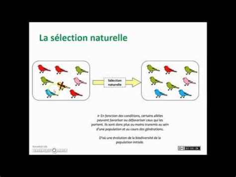 SVT 2nde 1ère Terminale Les mécanismes de l évolution YouTube