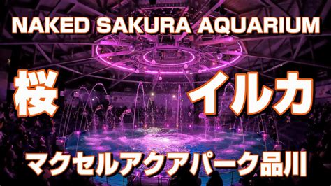 K Naked Sakura Aquarium Naked Sakura Aquarium Youtube