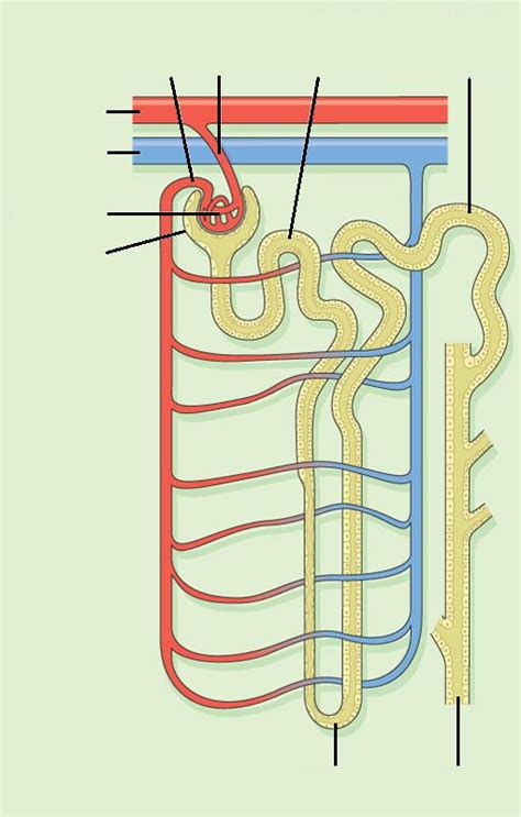 Urinary System Nephrons Diagram Quizlet