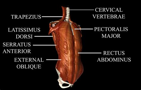 Human Thorax Medically Accurate With Muscles 3D Model Animated CGTrader