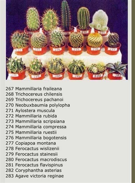 10 Especies de cactus y plantas suculentas fáciles de mantener y