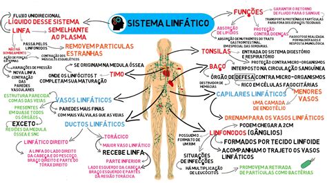 Sistema Linfático Mapa Mental RECTORY