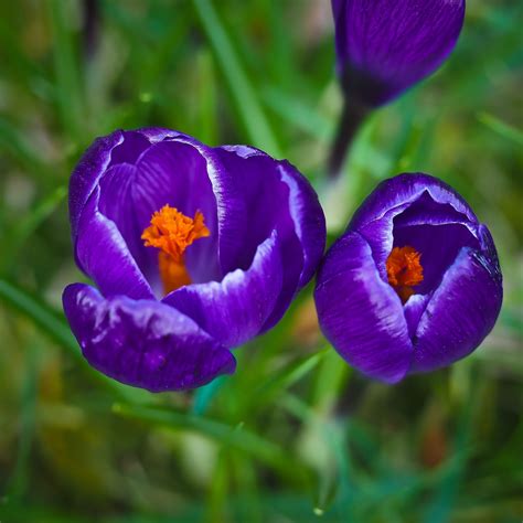 Krokus Krokusy Wiosna Darmowe zdjęcie na Pixabay Pixabay