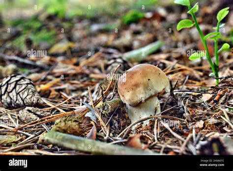 Boletus Edulis Edible Mushroom Is Growing In The Forest Stock Photo Alamy