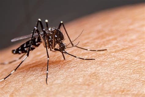 Dengue Casos Entre Gestantes Aumentam 345 2 Nas Primeiras Semanas De 2024