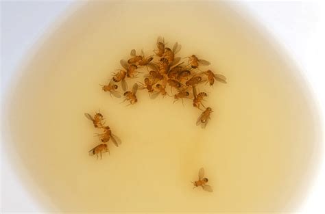 Why Are There Fruit Flies In My House With No Fruit At Kayla Marilyn Blog