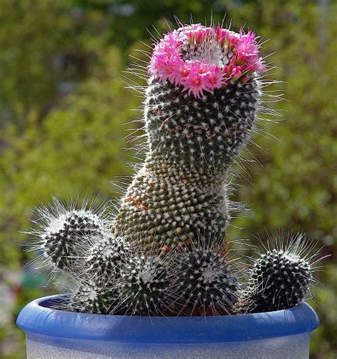Types Of Blooming Cactus