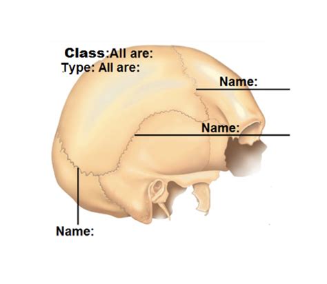 Sutures Articulations Diagram Quizlet