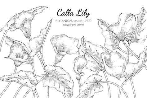 Calla Lily Black And White Clipart Flower