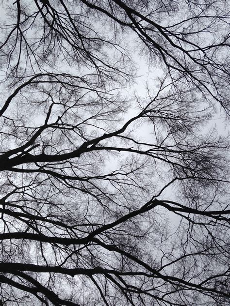 Kostenlose Foto Baum Ast Schnee Winter Schwarz Und Wei Blatt