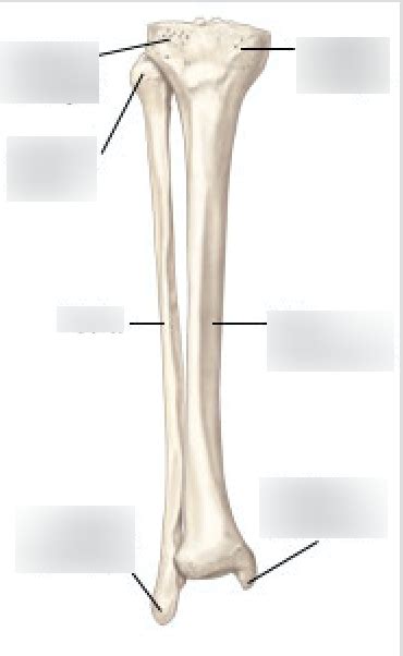 Lab Tibia Fibula Diagram Quizlet