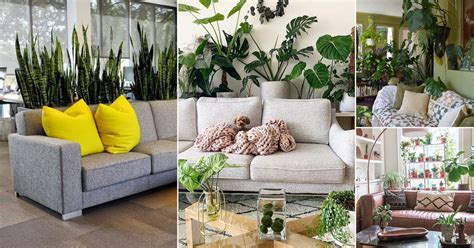 18 Best Plants Behind The Couch Ideas Balcony Garden Web