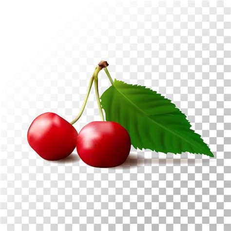 Ilustración cereza fruta en transparente Vector Premium