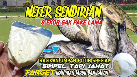 Umpan Putih Ikan Mas Penghancur Lawan Racikan Umpan Simpel Tanpa Essen