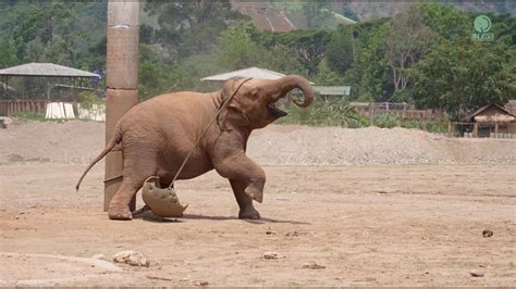 How A Naughty Elephant Encounter With A Crack Ball Led To A Happy