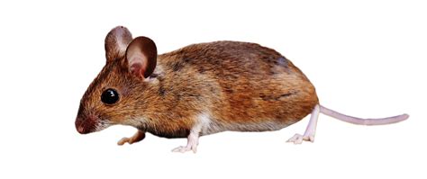 Brown Mouse Standing PNG Image PurePNG Free Transparent CC0 PNG