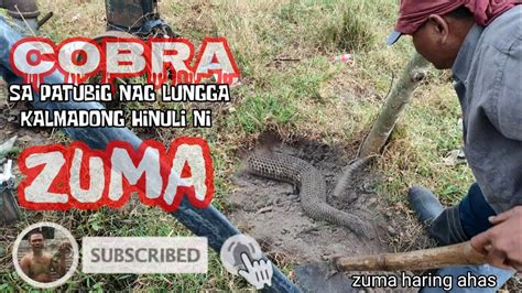 Cobra Sa Patubig Nag Lungga Kalmadong Hinuli Ni Zuma Zuma Haring Ahas