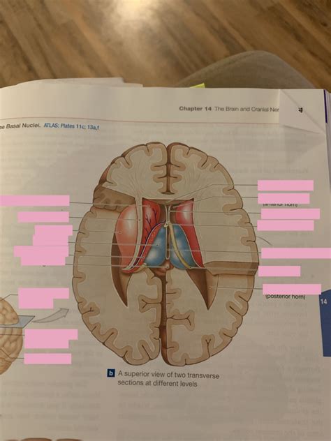 Basal Nuclei Diagram Quizlet