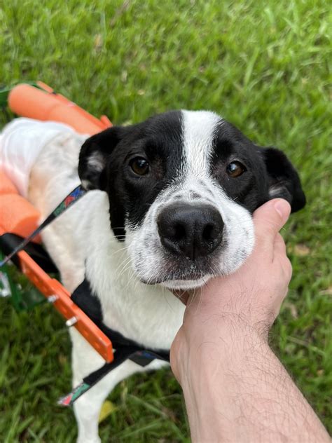 Todo dia cãezinhos projetoMila on Twitter RT casadoviralata Vocês