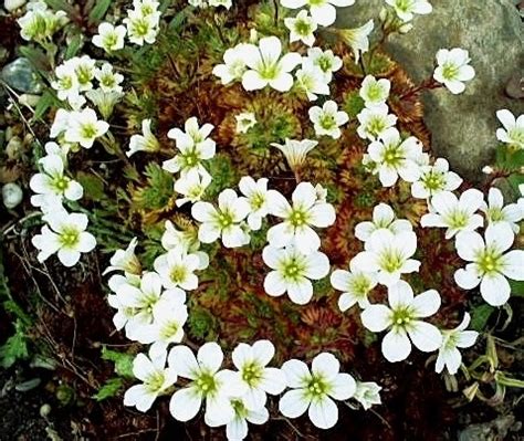 SKALNICA ALBA BIAŁA PIĘKNOŚĆ NA SKALNIAKI NOWOŚĆ 7391806067