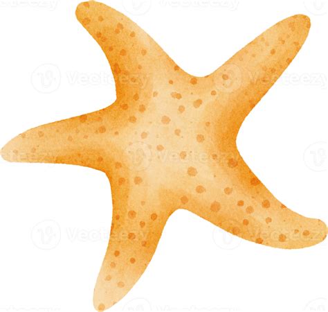 Clipart De Estrela Do Mar Em Aquarela Png