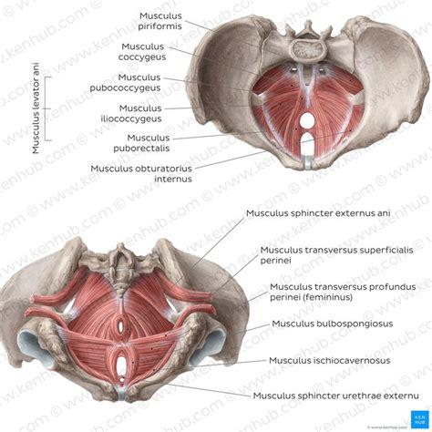 Musculus Levator Ani Anatomie Beckenboden Pathologie