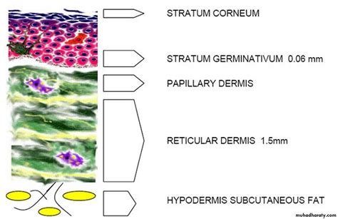 Morphology of The Skin ppsx د منار Muhadharaty