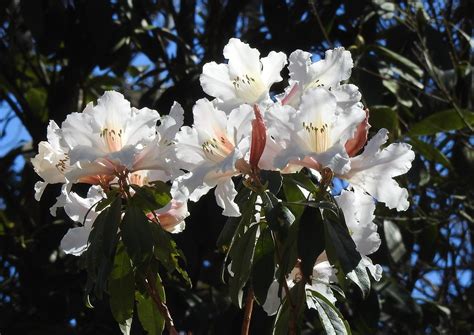 Dandenong Ranges Botanic Garden In Spring Set Of 15 Flickr