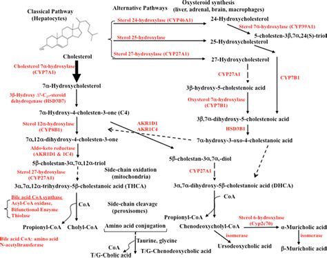 Bile Acid Metabolism In Liver Pathobiology Semantic Scholar