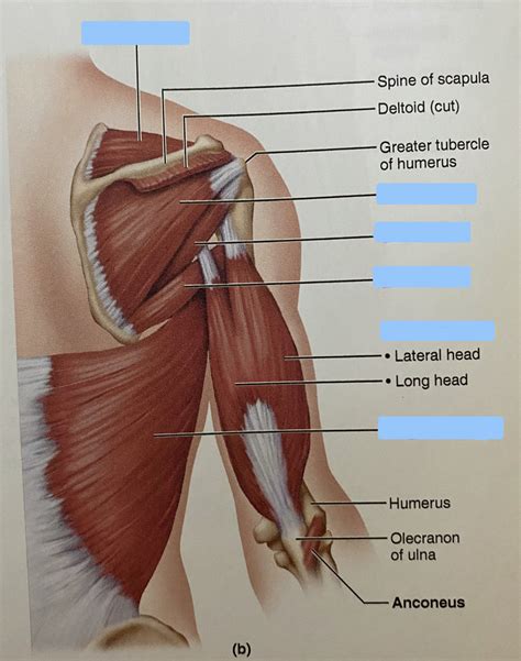 Back Of Shoulder Diagram Quizlet