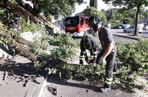 Albero Cade Su Unauto In Transito Tragedia Sfiorata