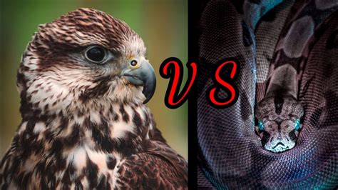 Snake Python Vs