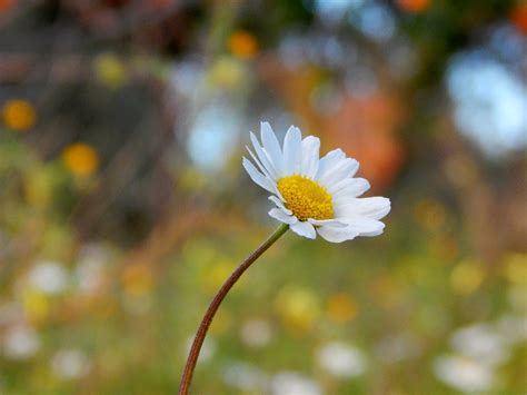 Nature Flower Camomile Free Photo On Pixabay