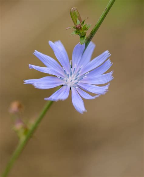 Free Images Nature Blossom Light Sun Meadow Flower Petal