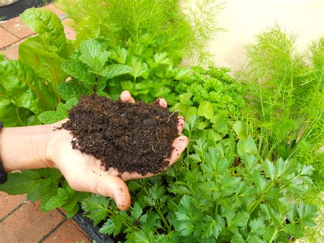 ADUBO FOLIAR HORTALIÇAS